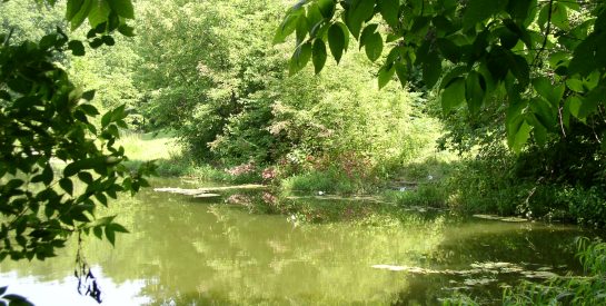Cosmo Park - City of Columbia Missouri